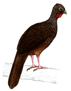 Aves y Mamiferos del Manu / Spix's Guan (Penelope jacquaco)